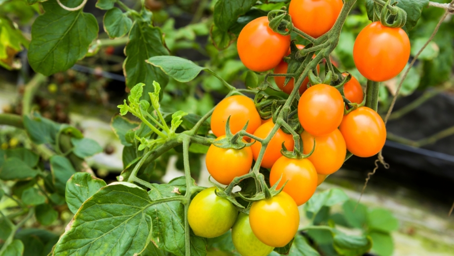 17 Shade-Friendly Tomato Varieties For Gardens With Less Sun