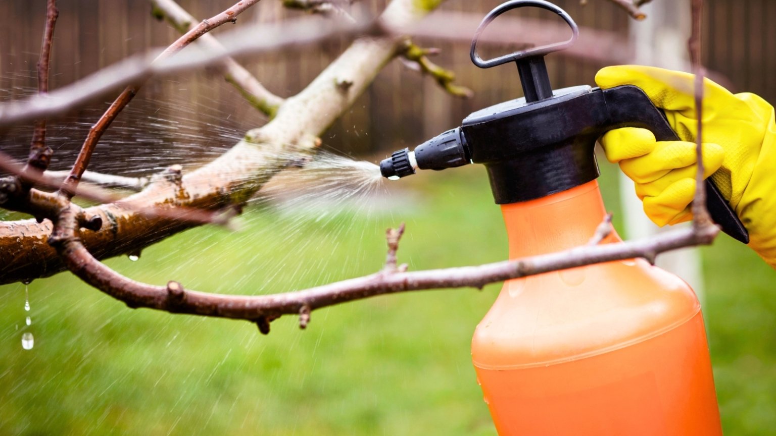 How and When to Spray Dormant Oil on Fruit Trees