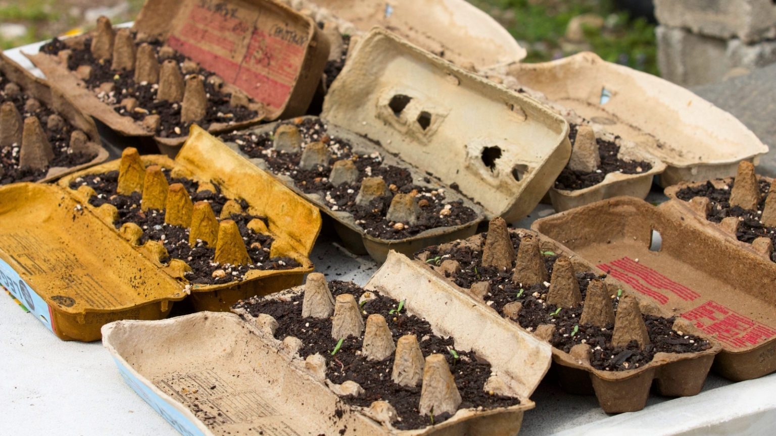 6 Ways to Reduce Your Seed-Starting Costs This Year