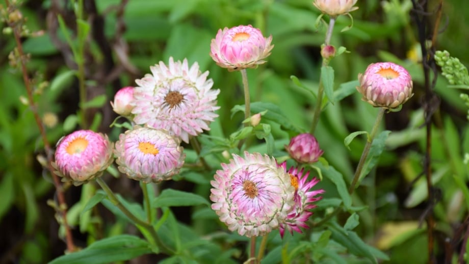 17 Best Beginner Flowers to Grow From Seed