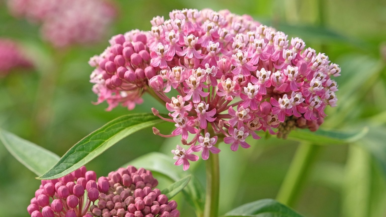 When and How To Plant Milkweed: 5 Milkweed Growing Tips