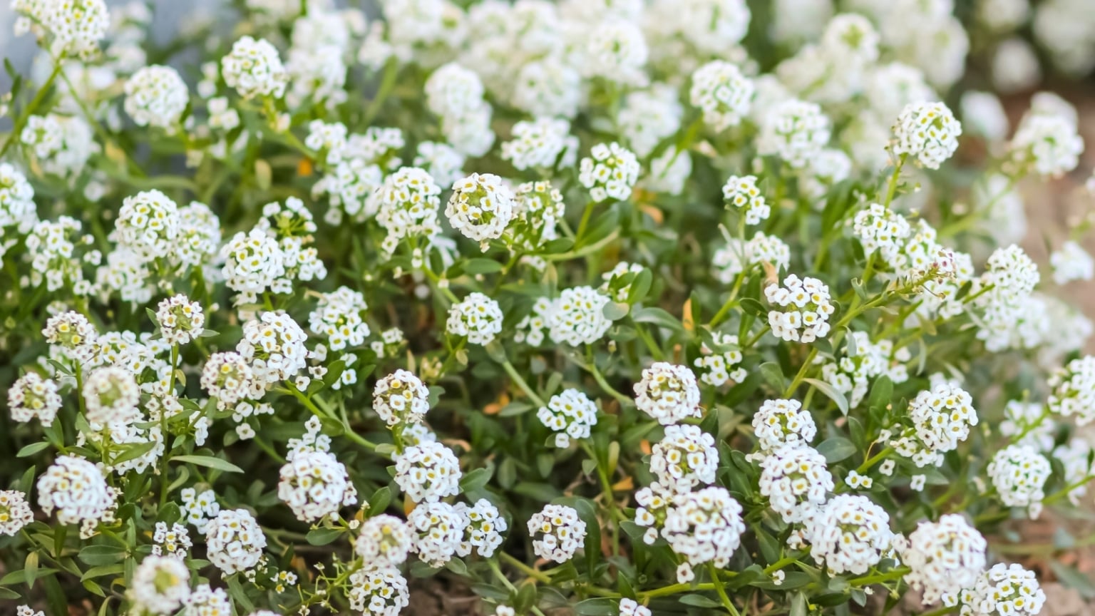 17 Best Beginner Flowers to Grow From Seed