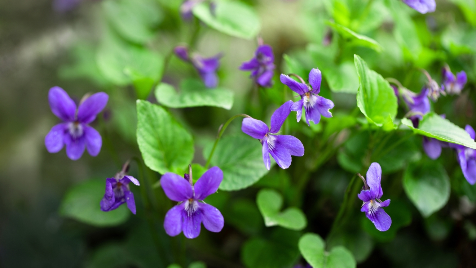 No-Fail Winter Sowing: 15 Easy Seeds to Try
