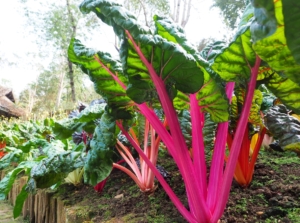Spring Garden Prep: What You Need To Do To Get Ready To Grow - Epic ...