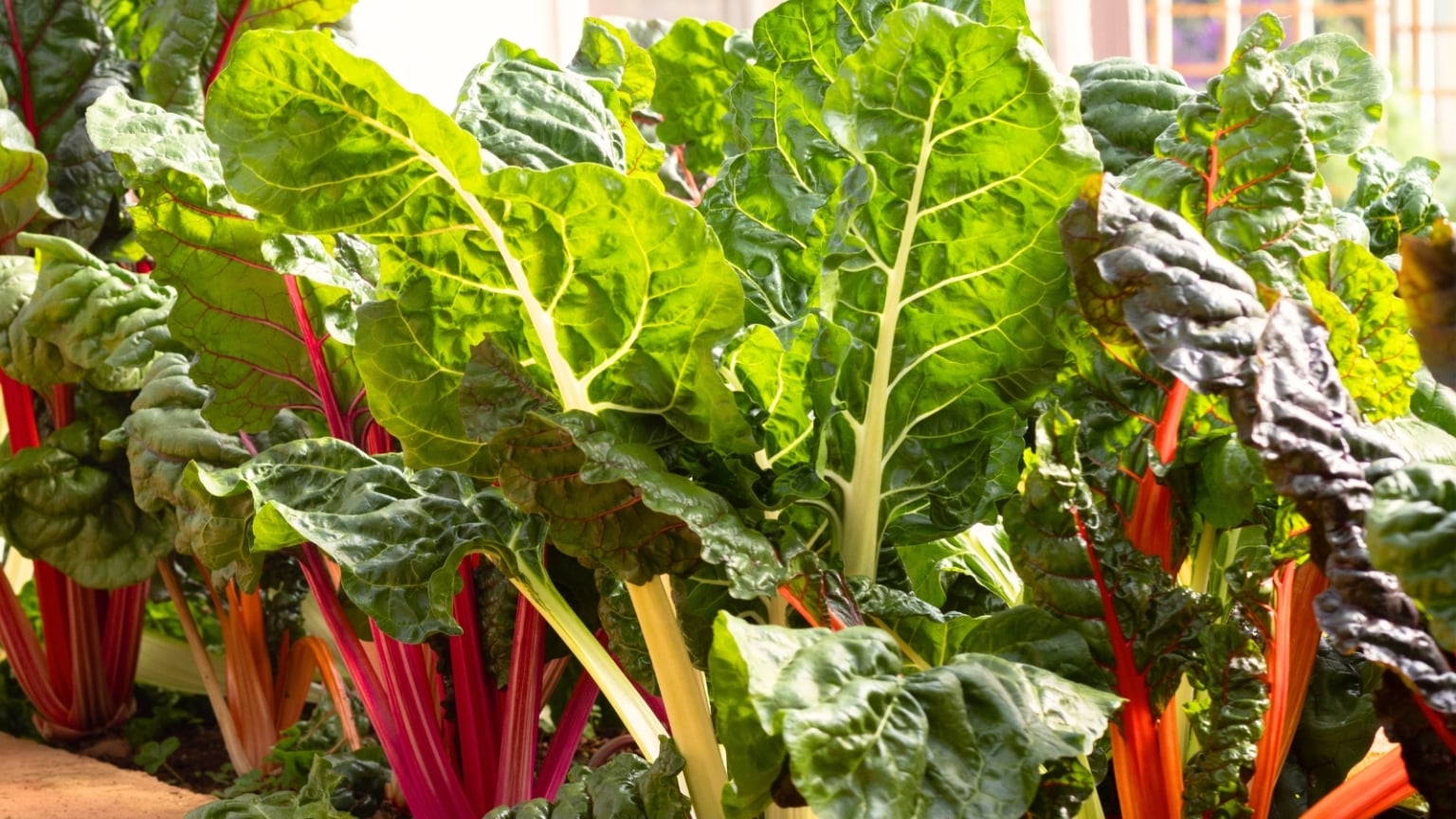 25 Vegetables to Grow in Your Hydroponic Garden