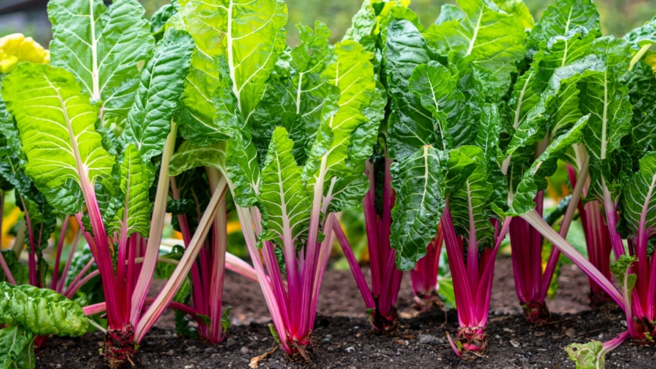 No-Fail Winter Sowing: 15 Easy Seeds to Try