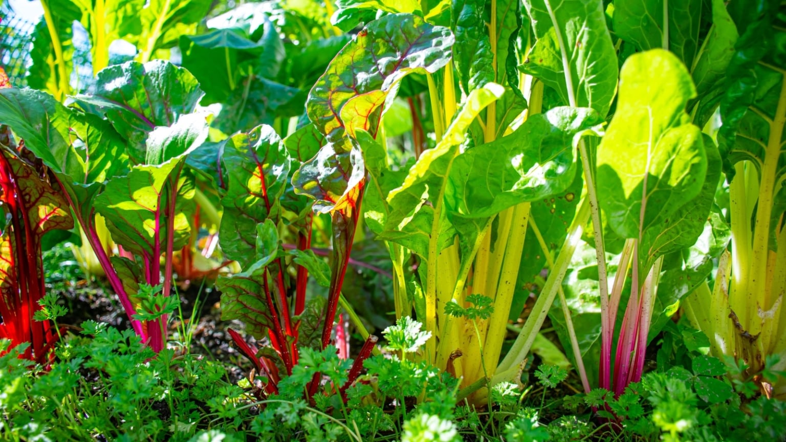 13 Vegetables You Can Winter Sow