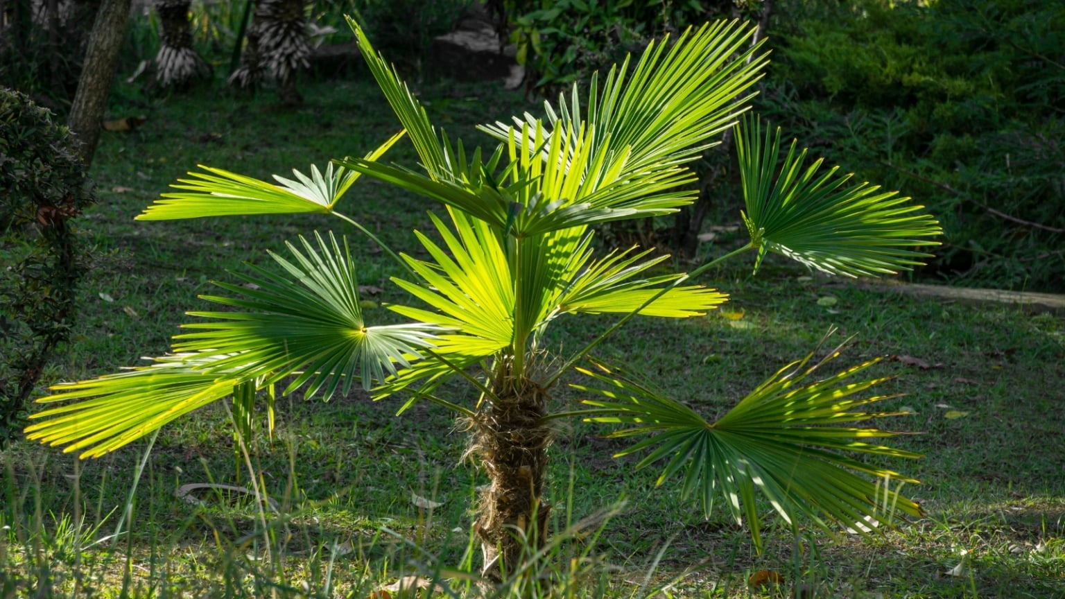 California Palm Trees: 15 Types That Grow Well in California