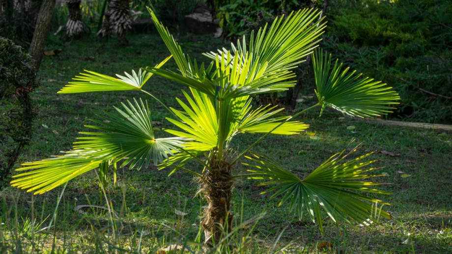 California Palm Trees: 15 Types That Grow Well in California