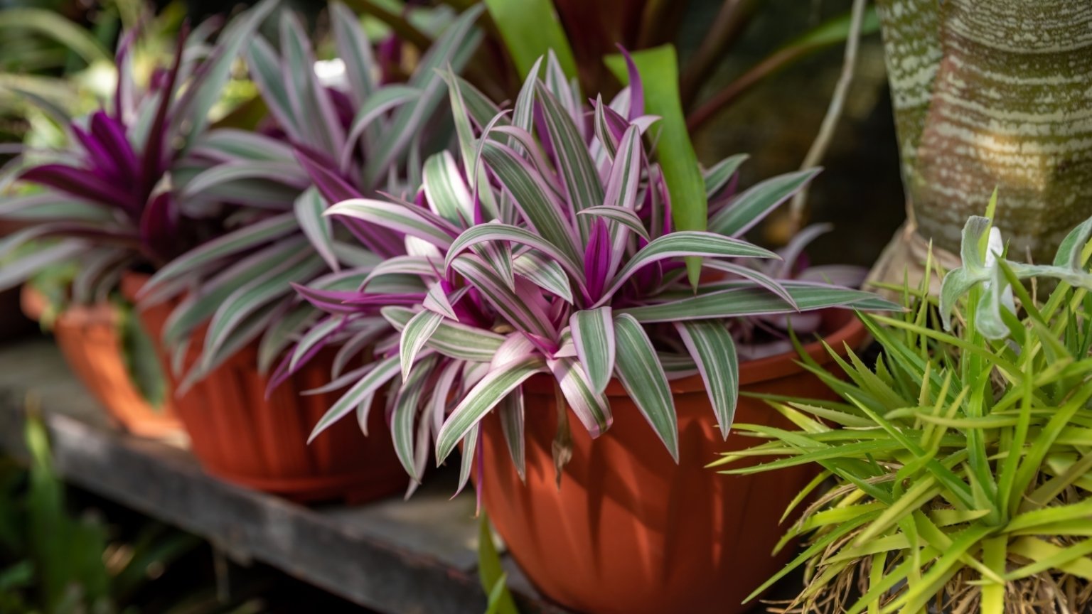21 Houseplants That Like Low Humidity
