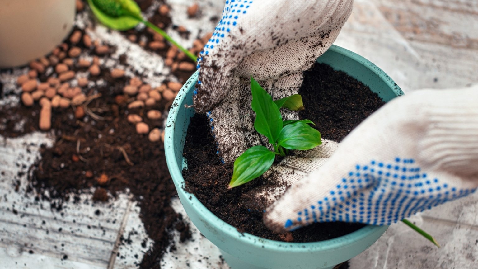 How and Why to Up-Pot Your Seedlings