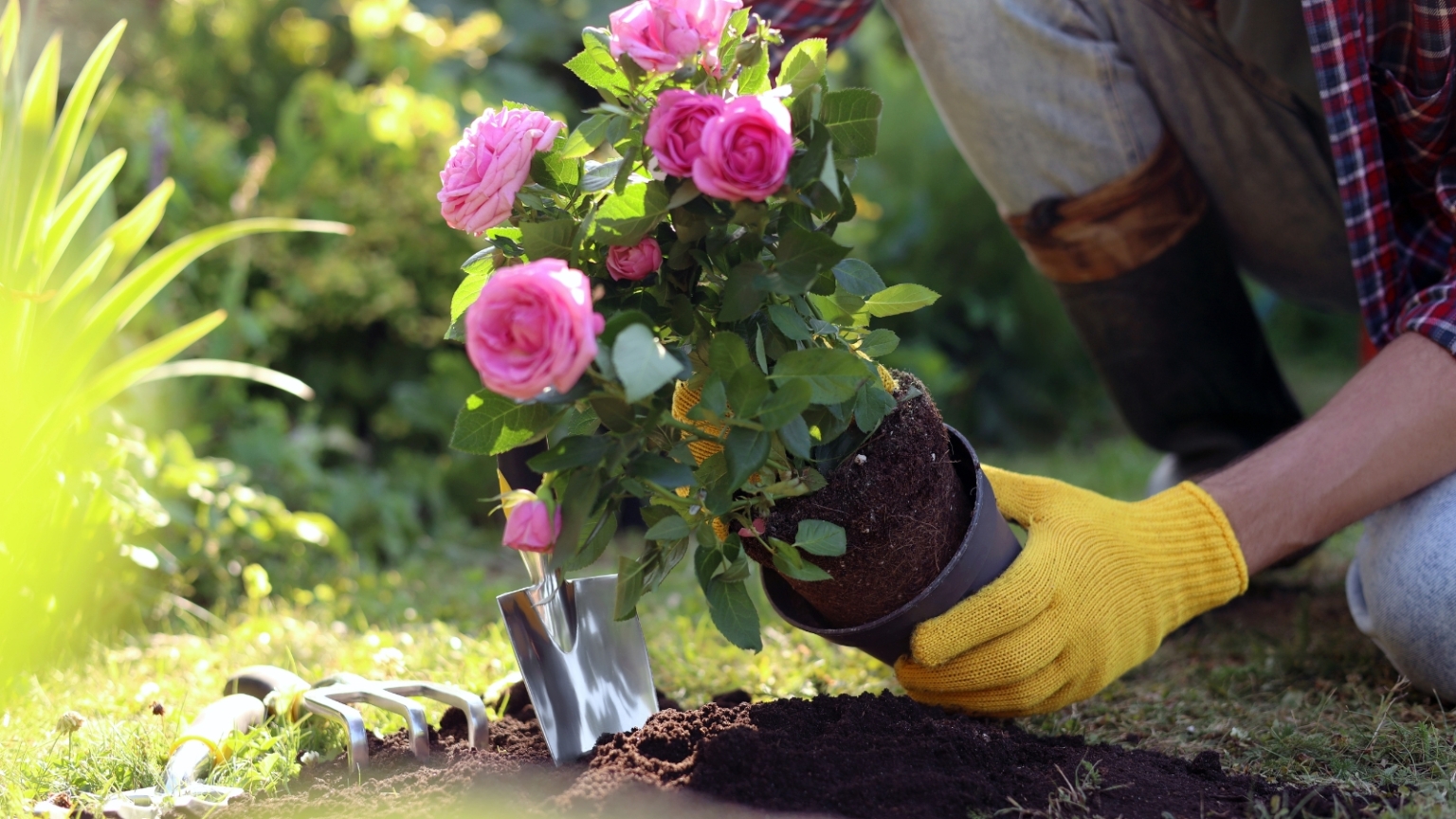 Can You Plant Roses in January?