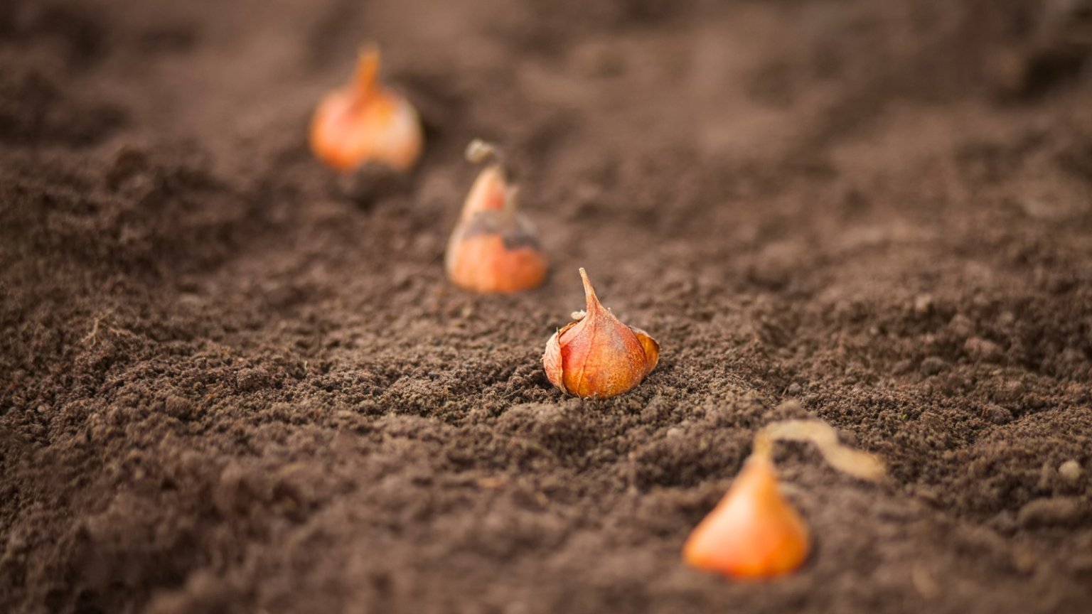 How to Grow Tulip Bulbs in Water Indoors: 7 Easy Steps