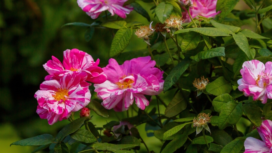 17 Collector-Favorite Roses to Order In February