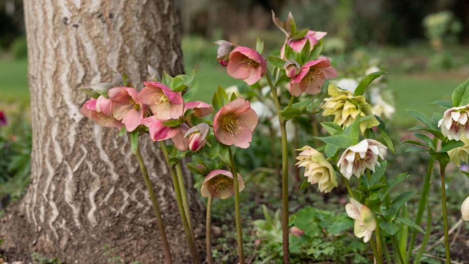 5 Common Hellebore Diseases: ID and Treatment
