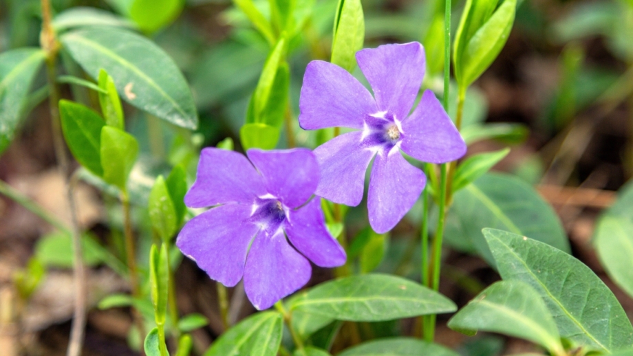 13 Plants You Can Grow From Leaf Cuttings in Winter