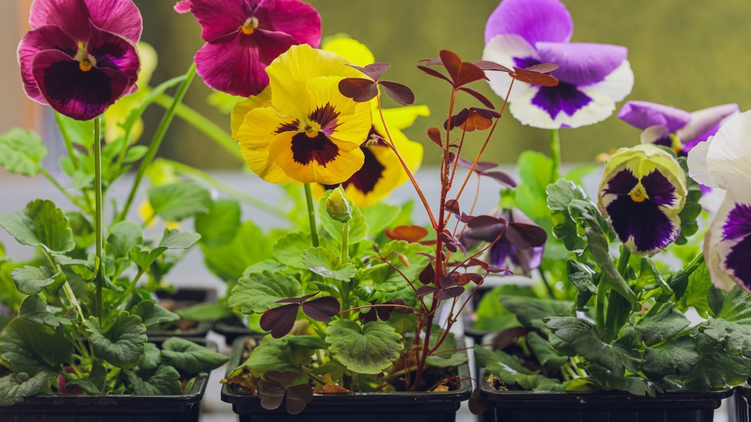 How to Grow Pansies from Seed in 11 Steps