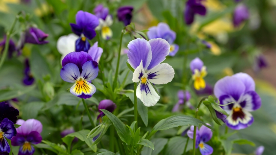 How to Grow Pansies from Seed in 11 Steps