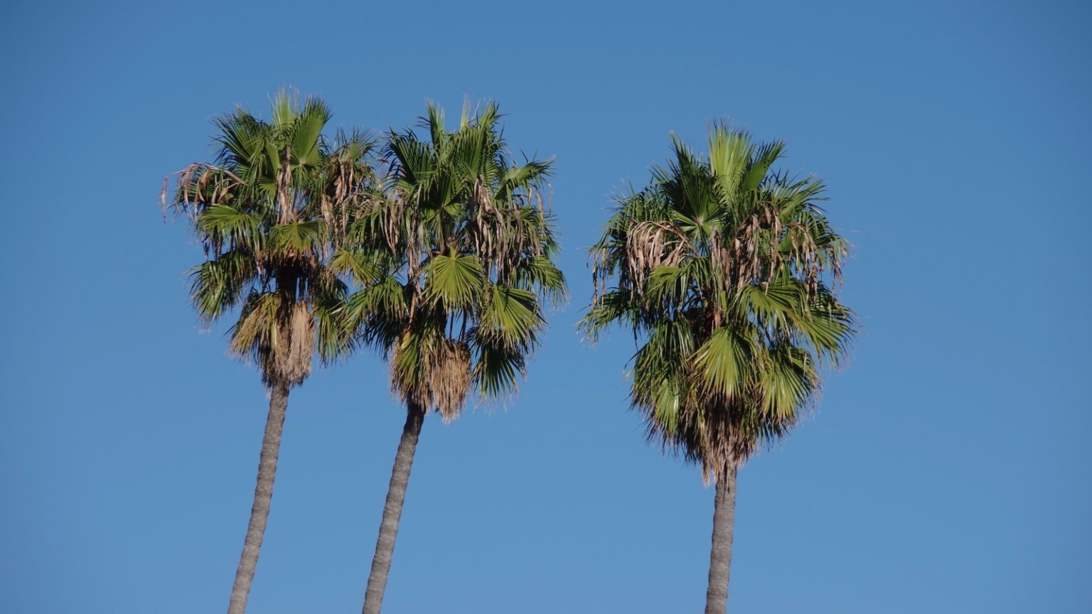 11 Hardy Palm Trees For Your Garden