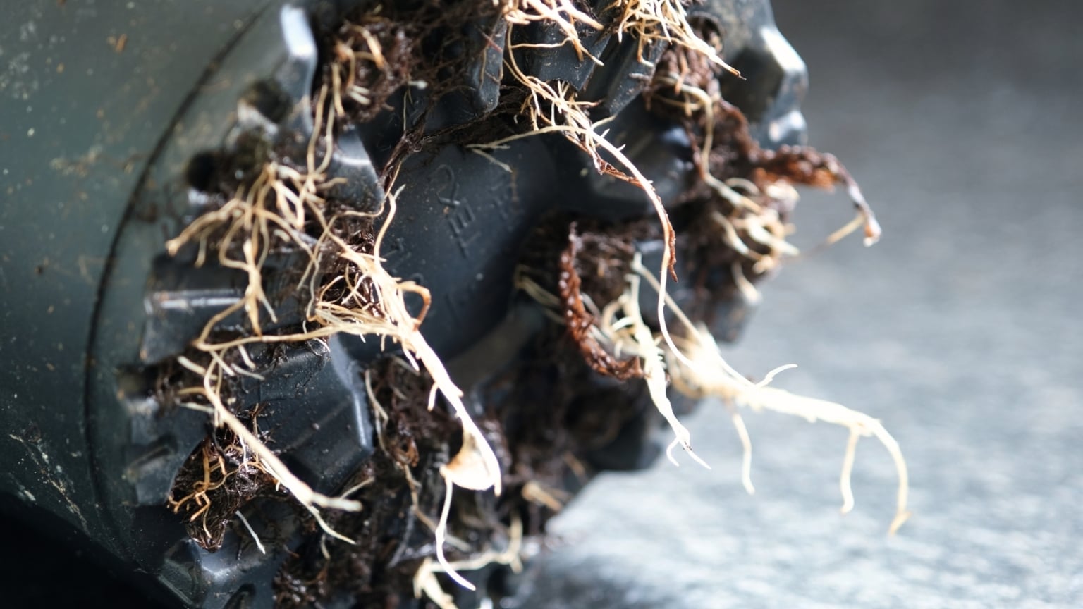 Why Are My Plant's Roots Sticking Out of the Soil?