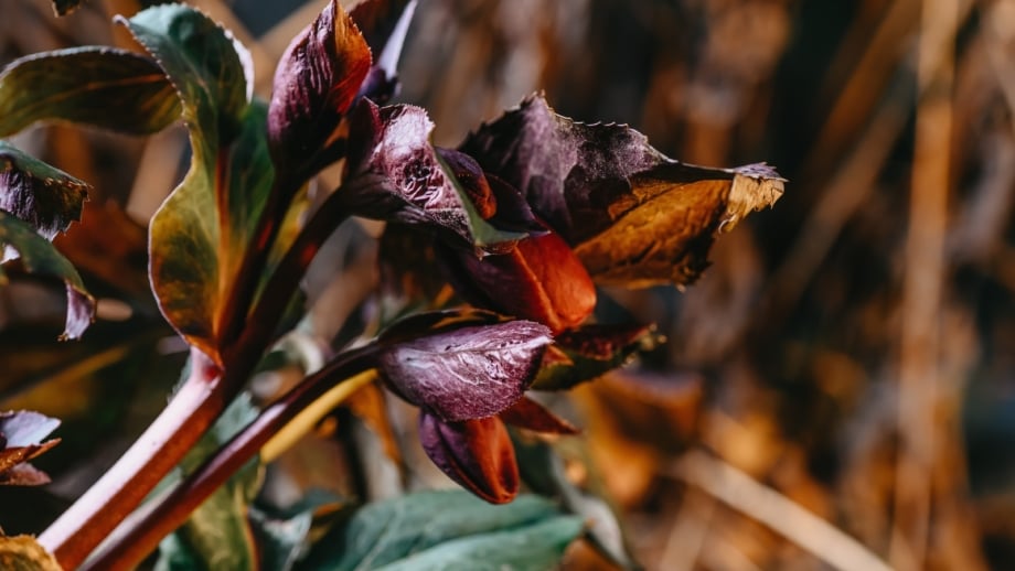 5 Common Hellebore Diseases: ID and Treatment