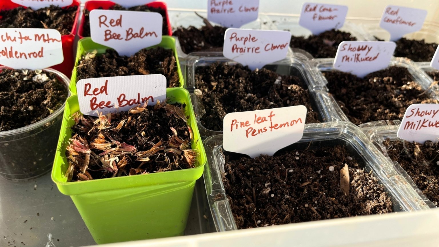 No-Fail Winter Sowing: 15 Easy Seeds to Try