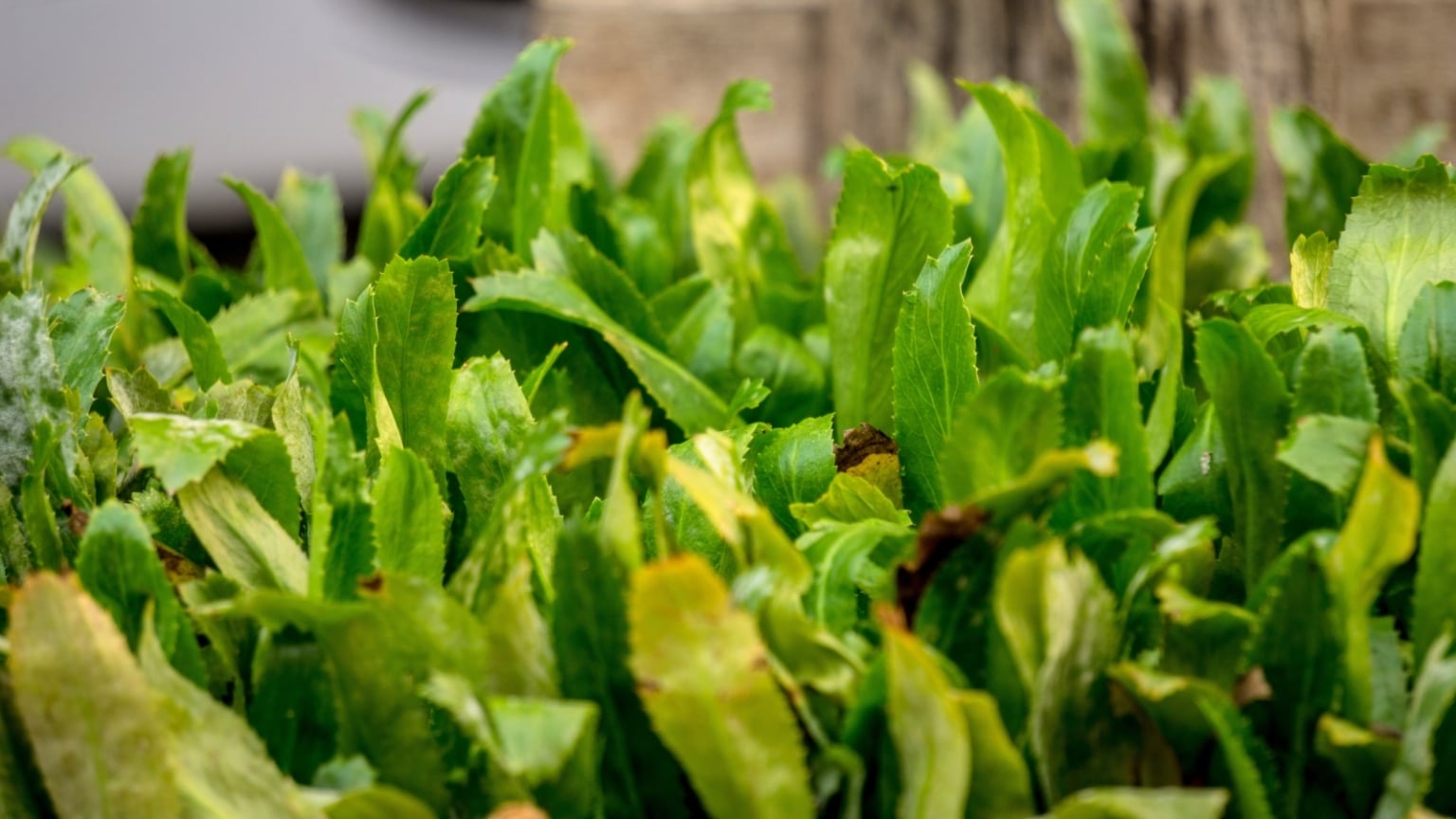 How to Plant, Grow, and Care for Culantro
