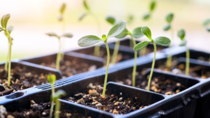How to Plant, Grow, and Care for Asters