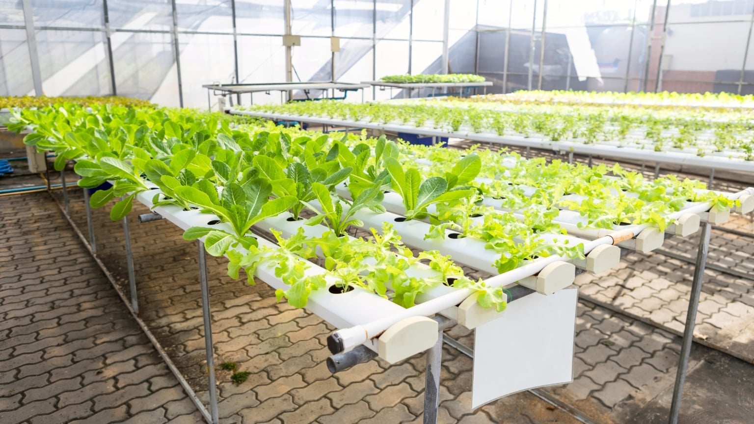 15 Reasons Why You Should Try Hydroponic Gardening This Year