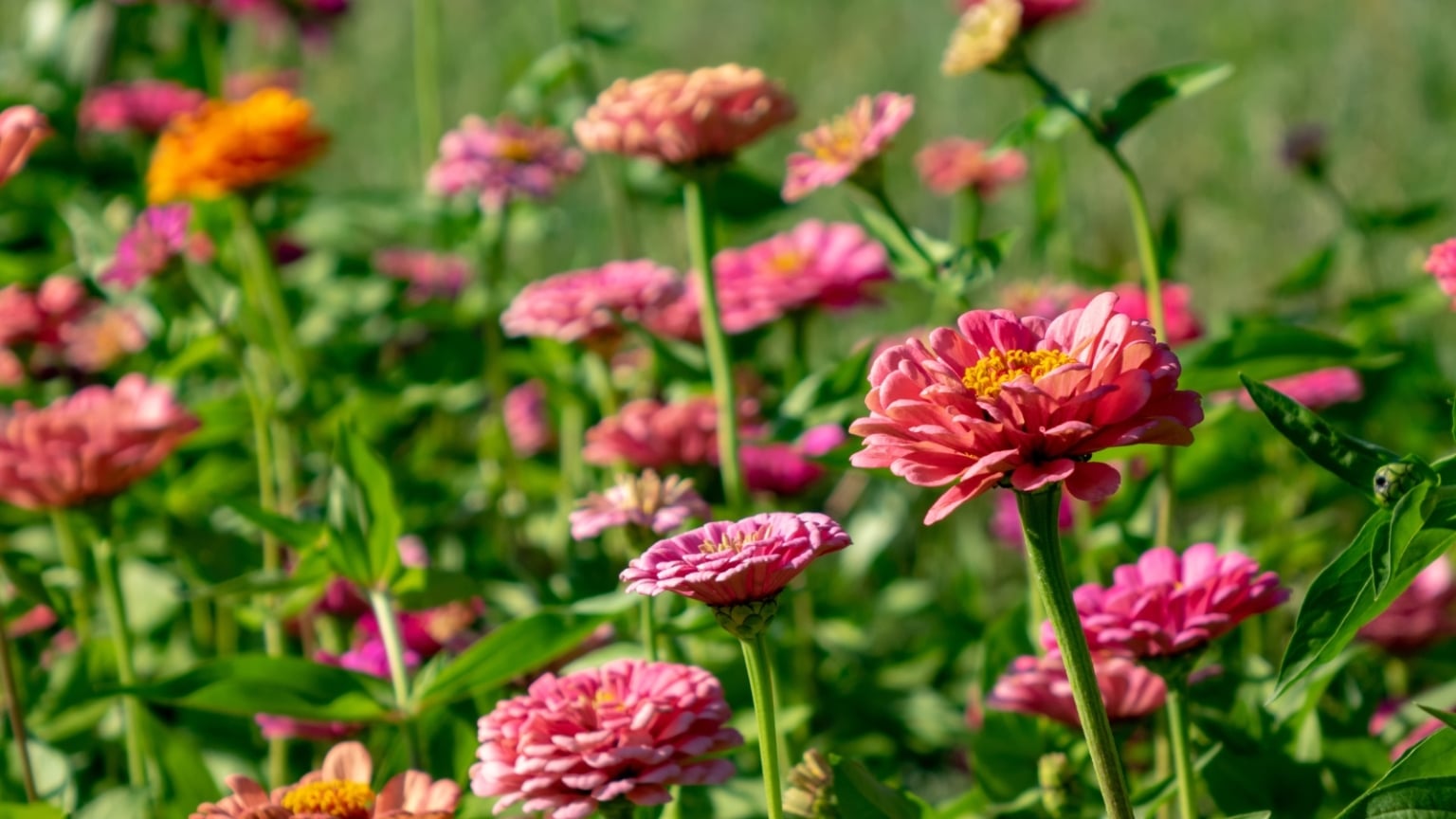 Don’t Winter Sow These 11 Popular Flower Seeds: What to Do Instead