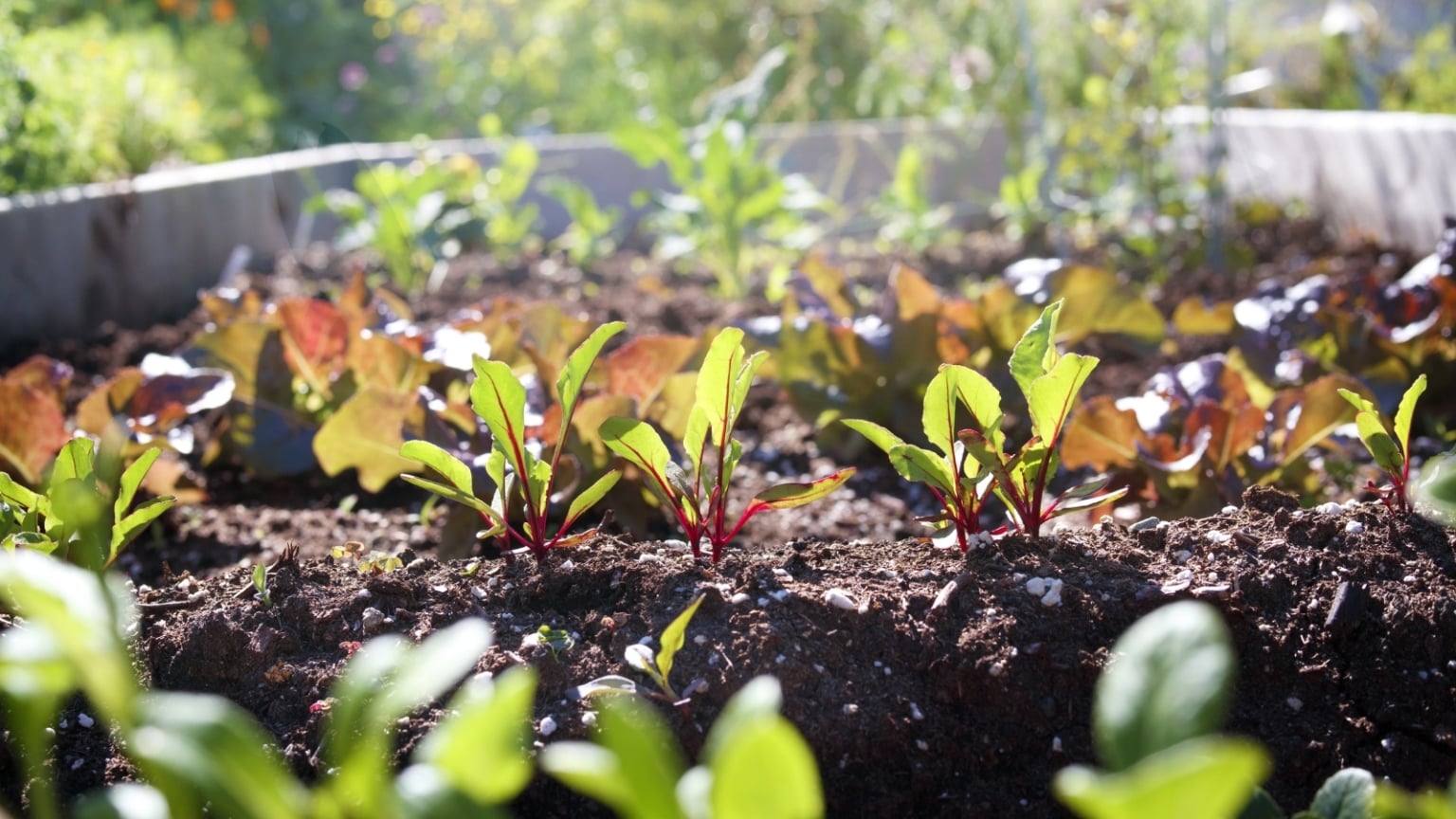Growing Beets: How To Get Big Beetroot Harvests - Epic Gardening
