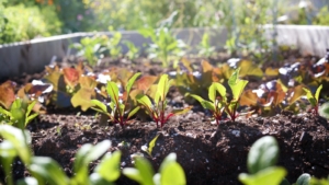 Growing Beets: How To Get Big Beetroot Harvests - Epic Gardening