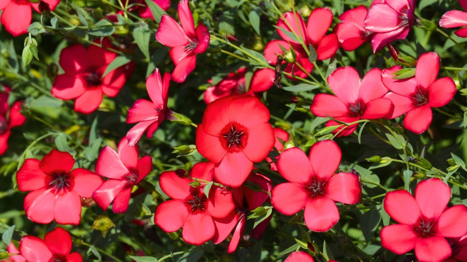 17 Best Beginner Flowers to Grow From Seed