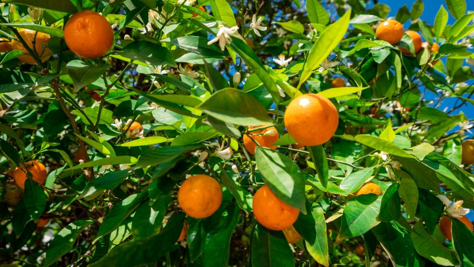 How to Plant, Grow, and Care for a Clementine Tree - Epic Gardening