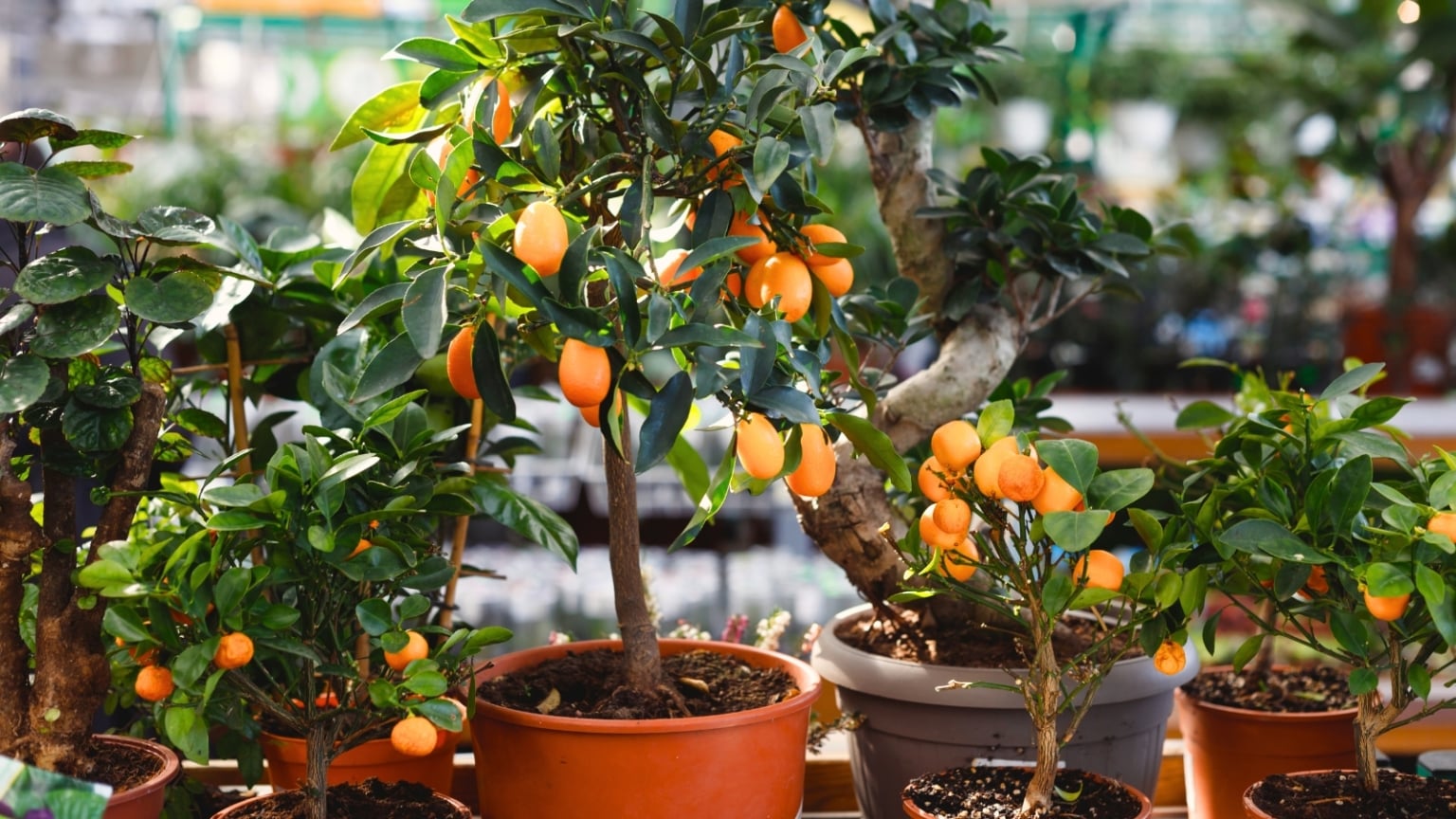17 Best Trees You Can Grow in Containers