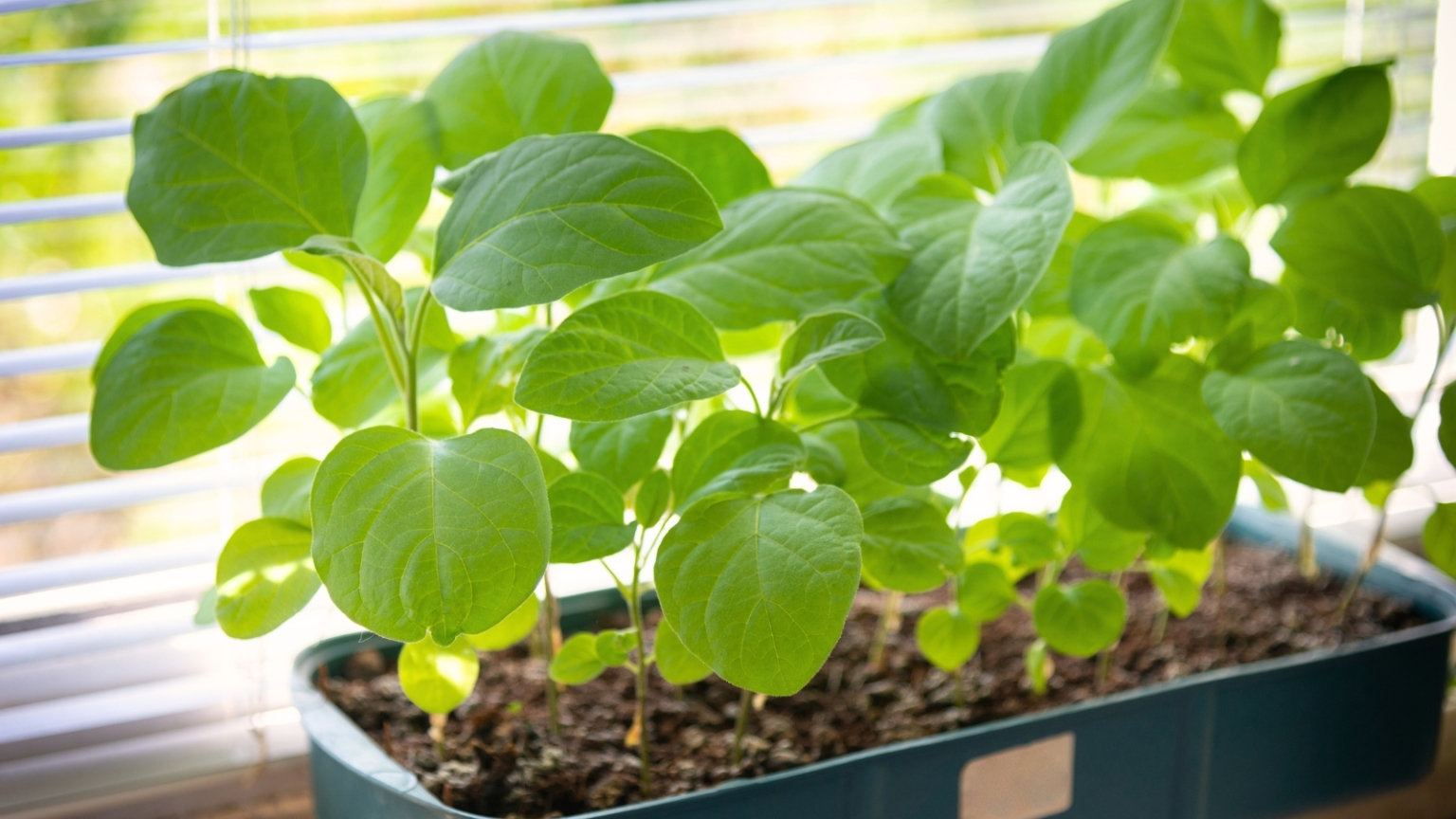 When and How to Grow Eggplants From Seed