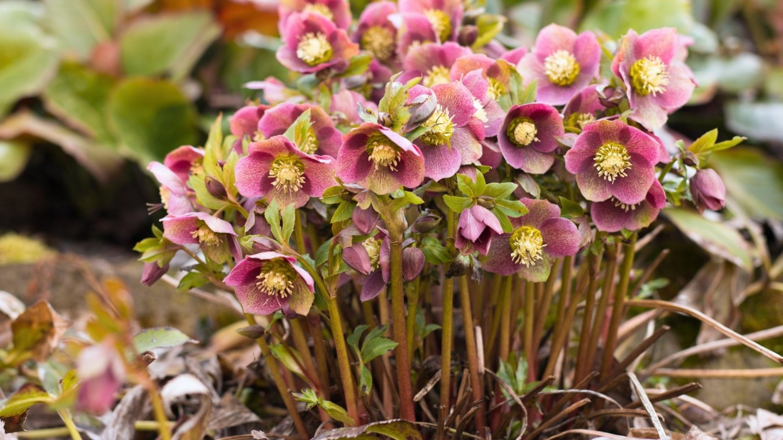 13 Early-Blooming Plants to Wake Up Your Spring Garden - Epic Gardening