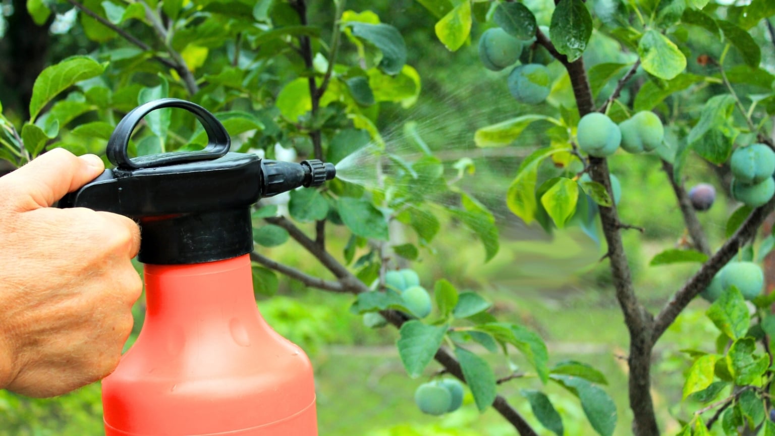 How and When to Spray Dormant Oil on Fruit Trees