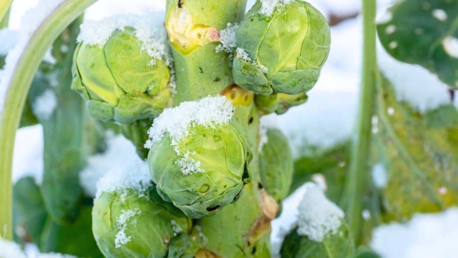 No-Fail Winter Sowing: 15 Easy Seeds to Try