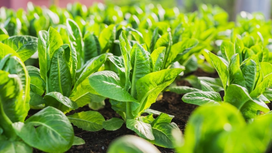 How To Grow Lettuce For Great Harvests All Year Long - Epic Gardening