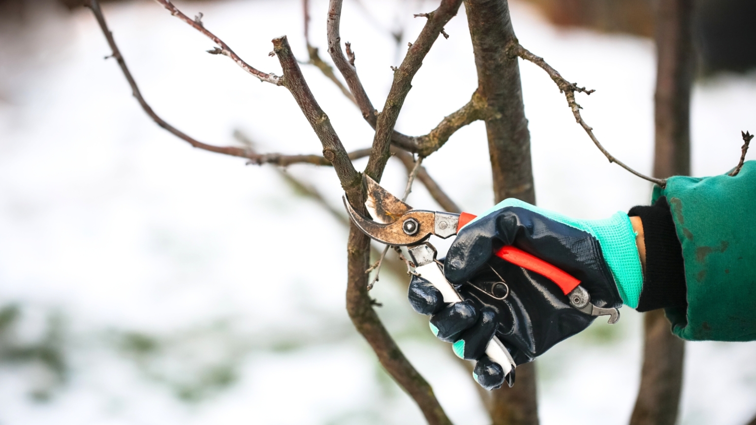 Damage from Heavy Snowfall: 7 Tree-Saving Strategies
