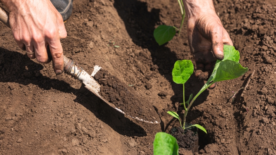 When and How to Grow Eggplants From Seed