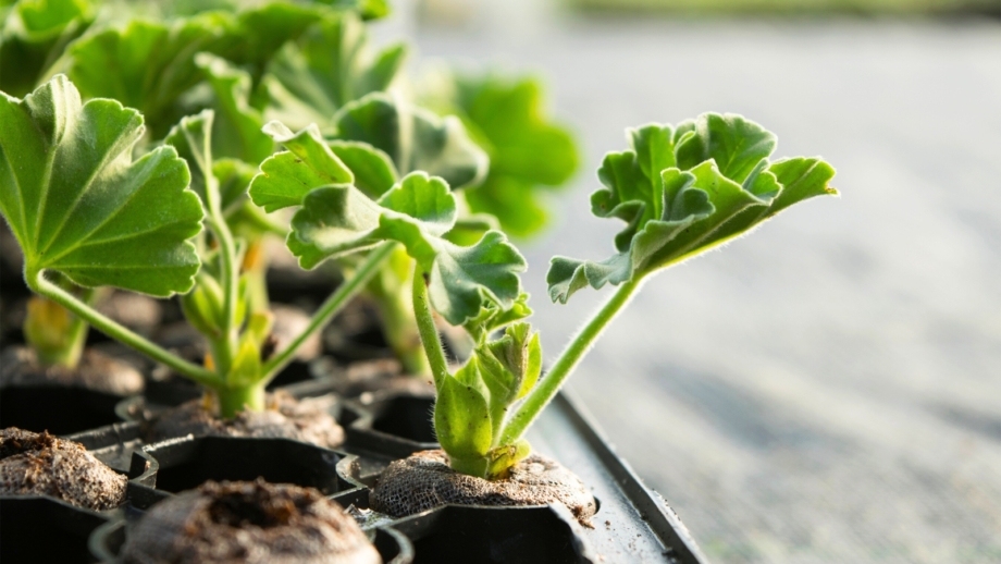 13 Plants You Can Grow From Leaf Cuttings in Winter