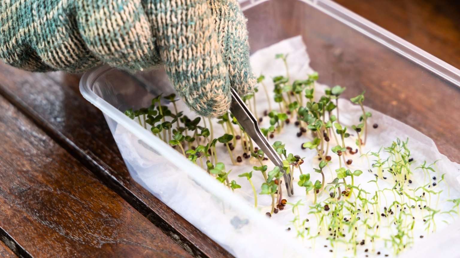 How to Germinate Seeds on Paper Towels in 7 Steps