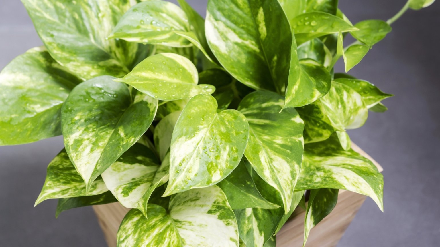 15 Plants That Look Like Hearts for Valentine's Day