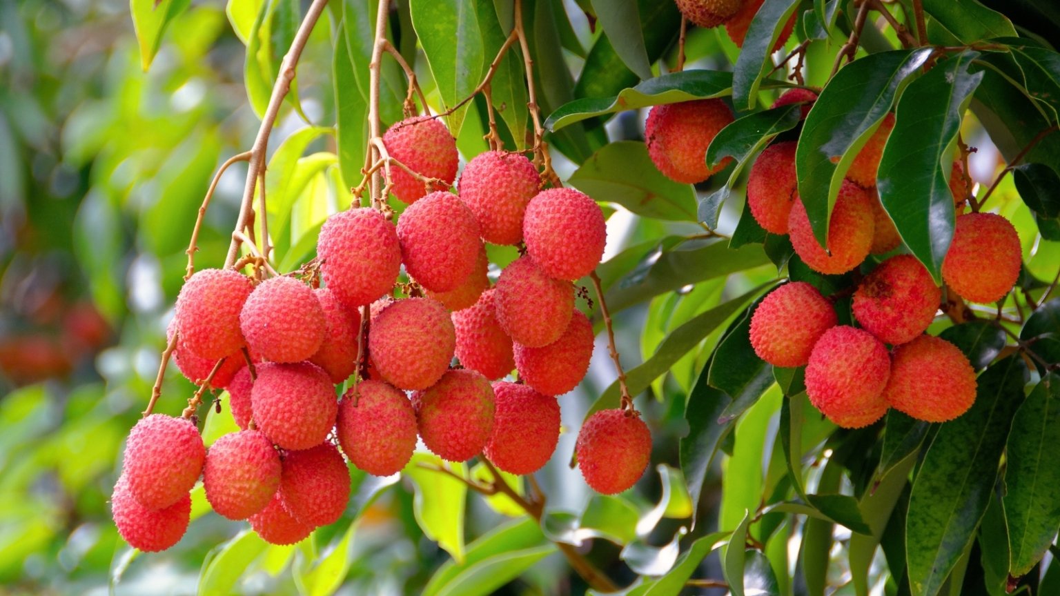 How to Plant, Grow, and Care for Lychee Trees