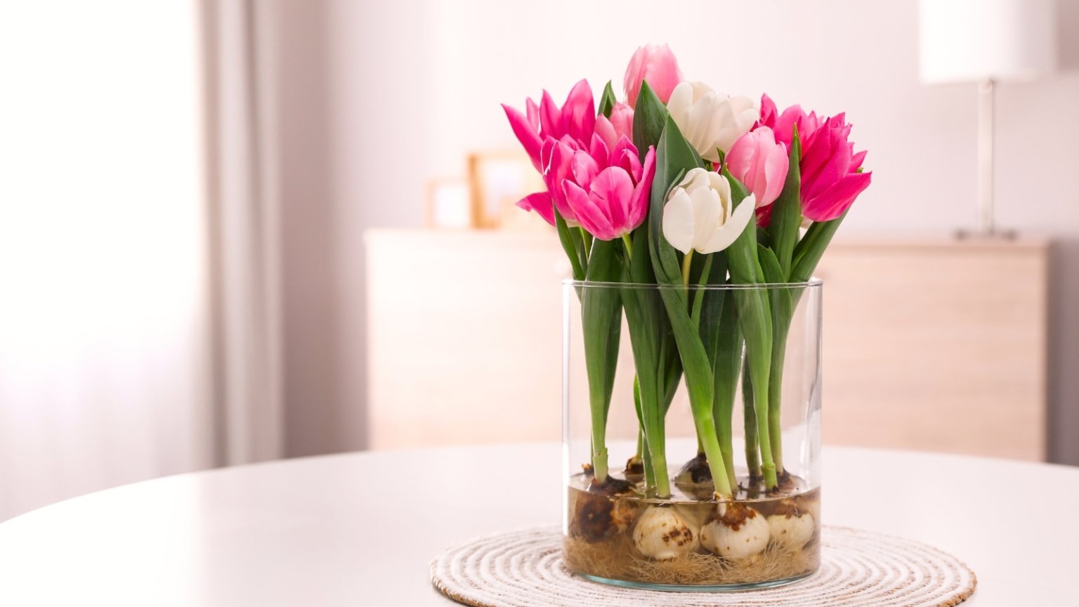 How to Grow Tulip Bulbs in Water Indoors: 7 Easy Steps