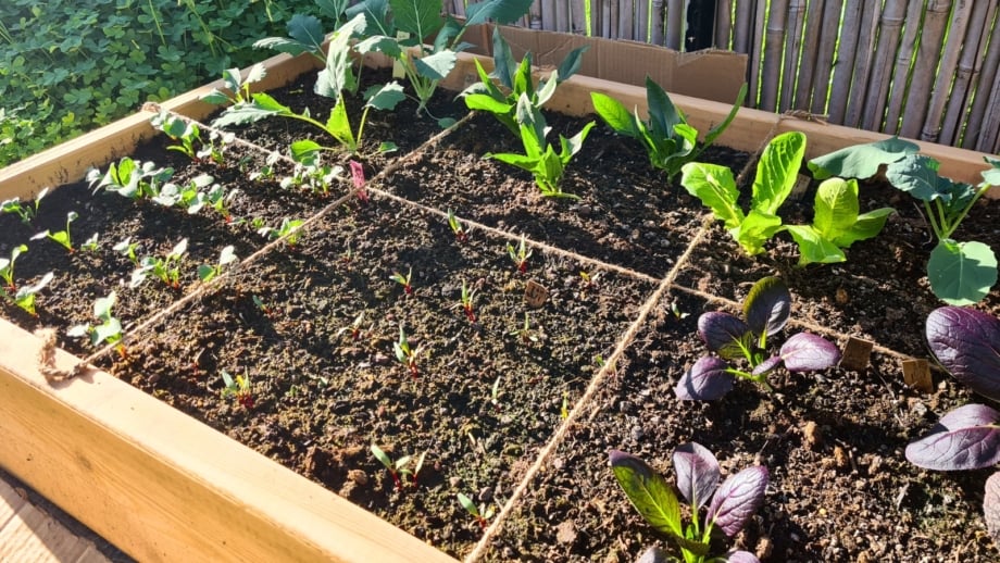 11 Vegetable Garden Layout Plans to Try This Year