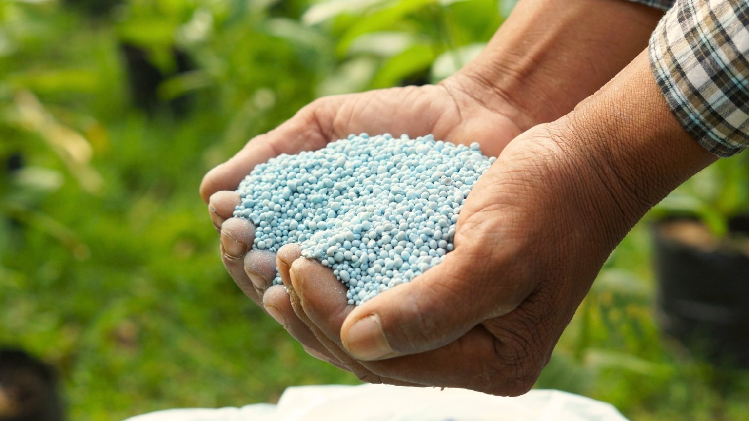 How to Plant, Grow, and Care for Lingonberry