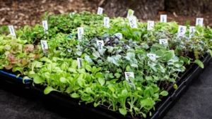 5 Seed-Starting Supplies That Are Worth the Investment